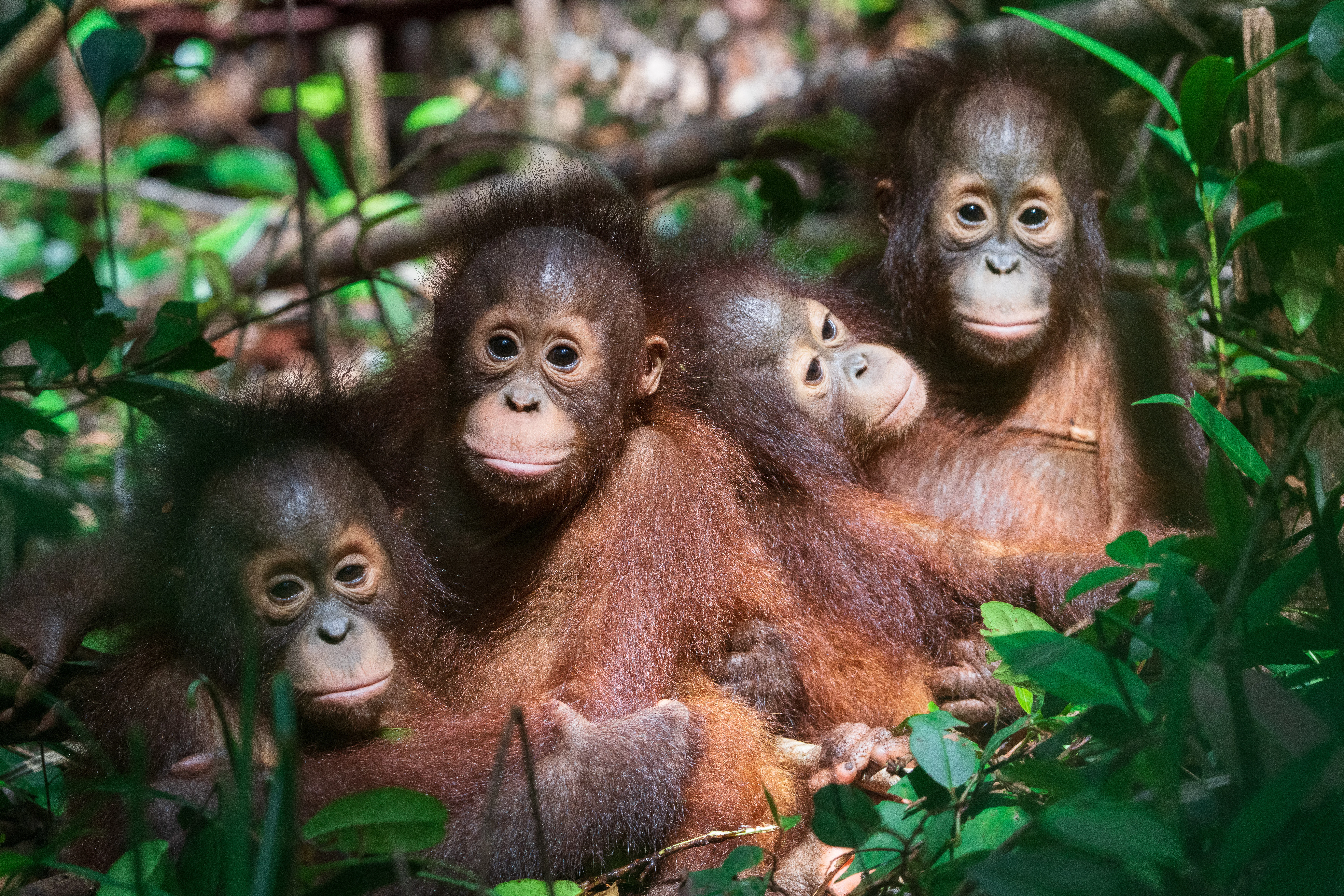 orangutans borneo